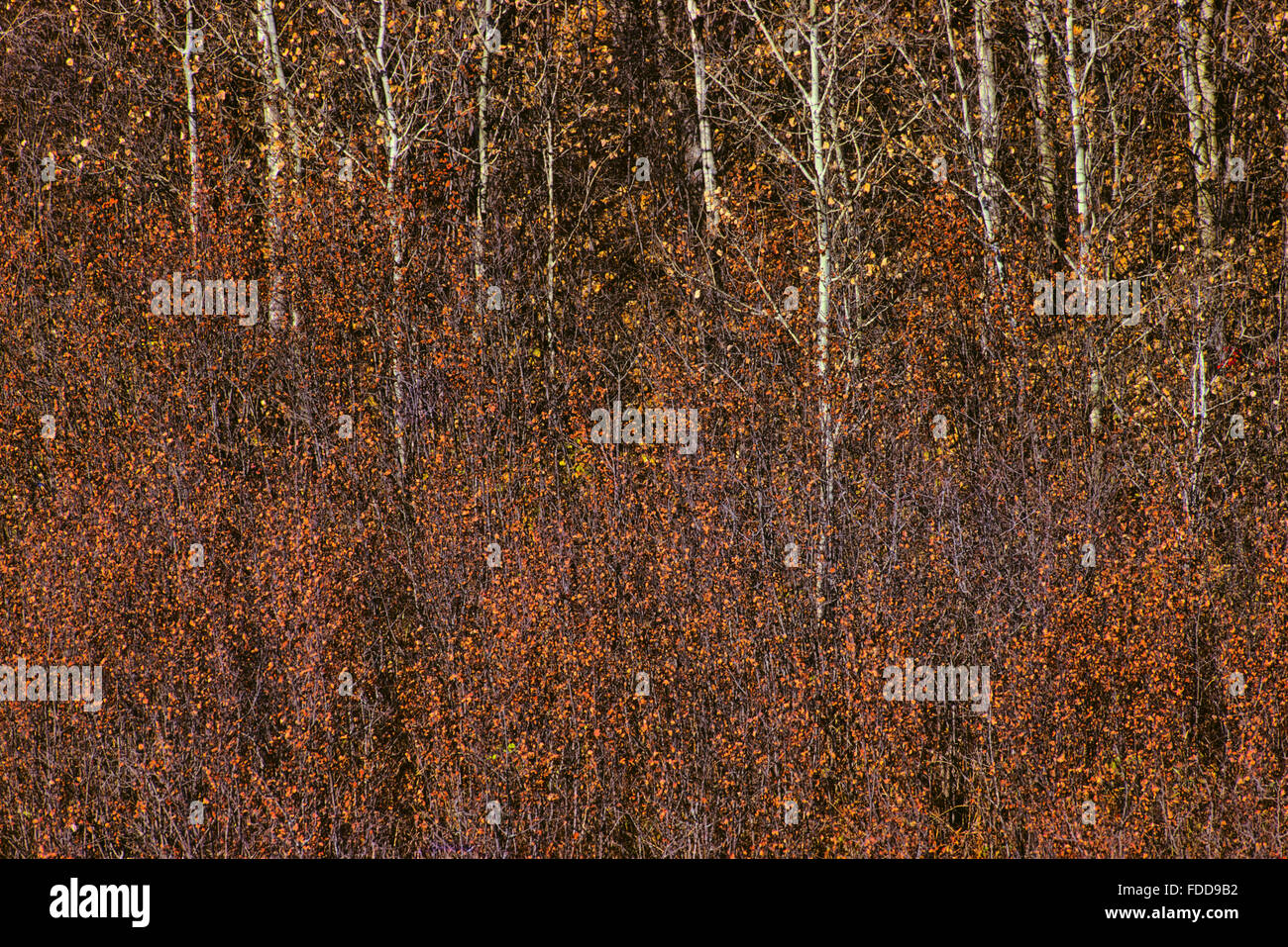 Deciduous forest in fall Stock Photo - Alamy