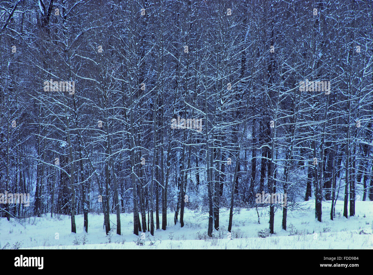 Deciduous forest in winter Stock Photo - Alamy