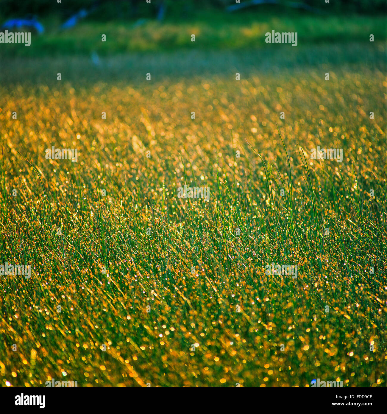 Marsh area in southern Alberta Stock Photo - Alamy