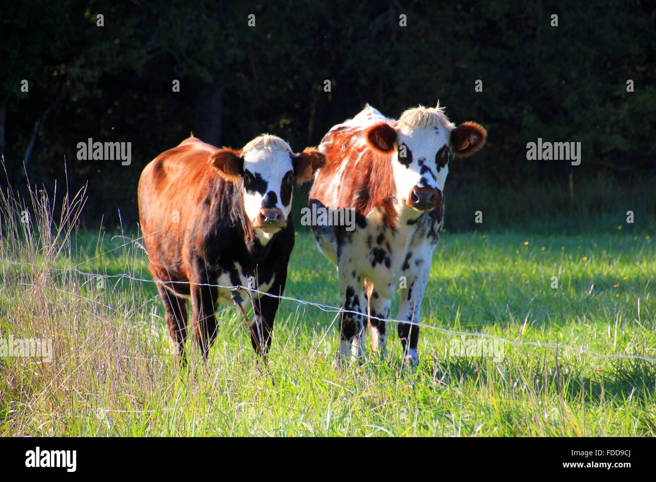Diary cows hi-res stock photography and images - Alamy