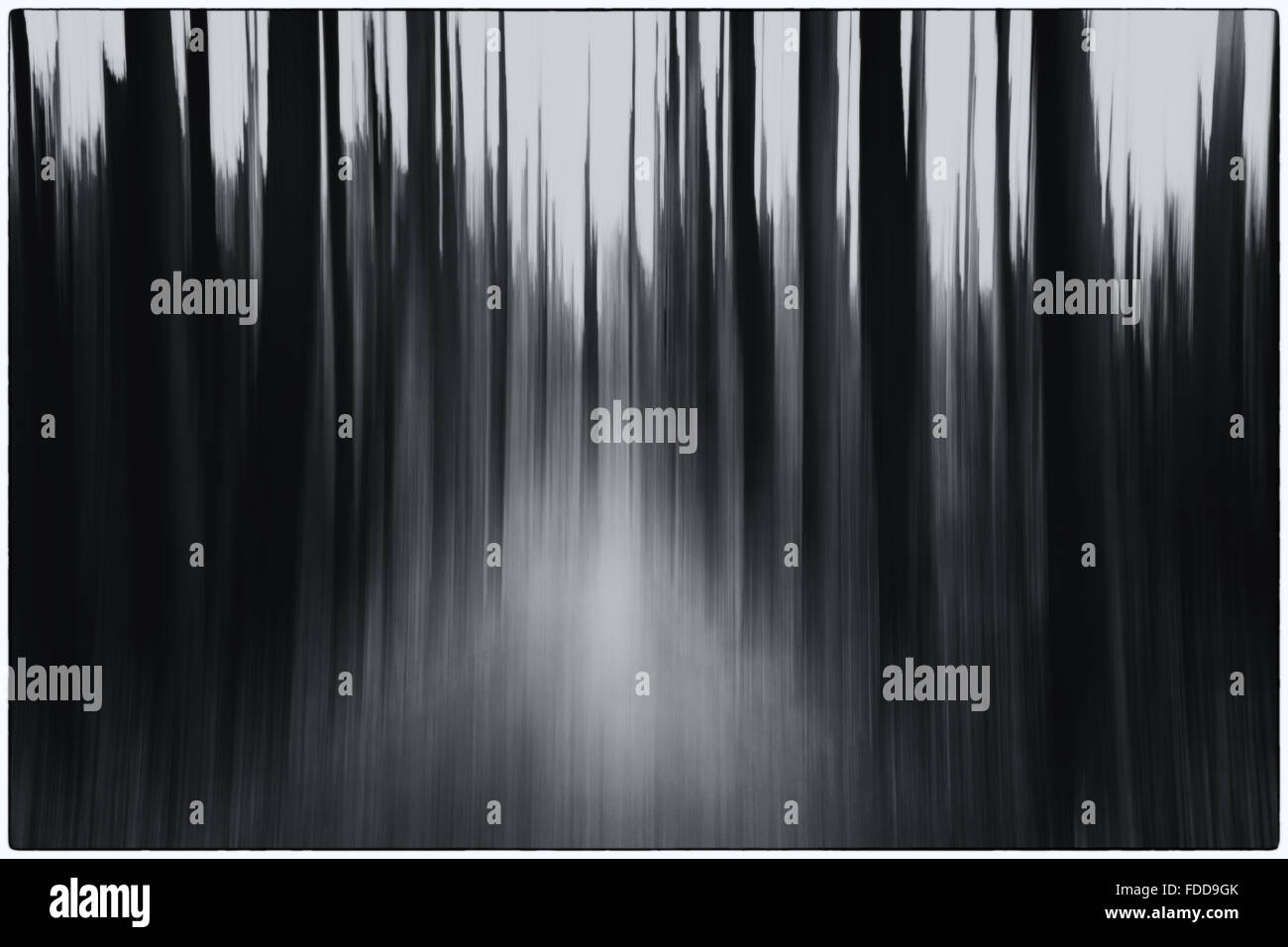 A conceptual photo using slow shutter speed of trees in a forest ...