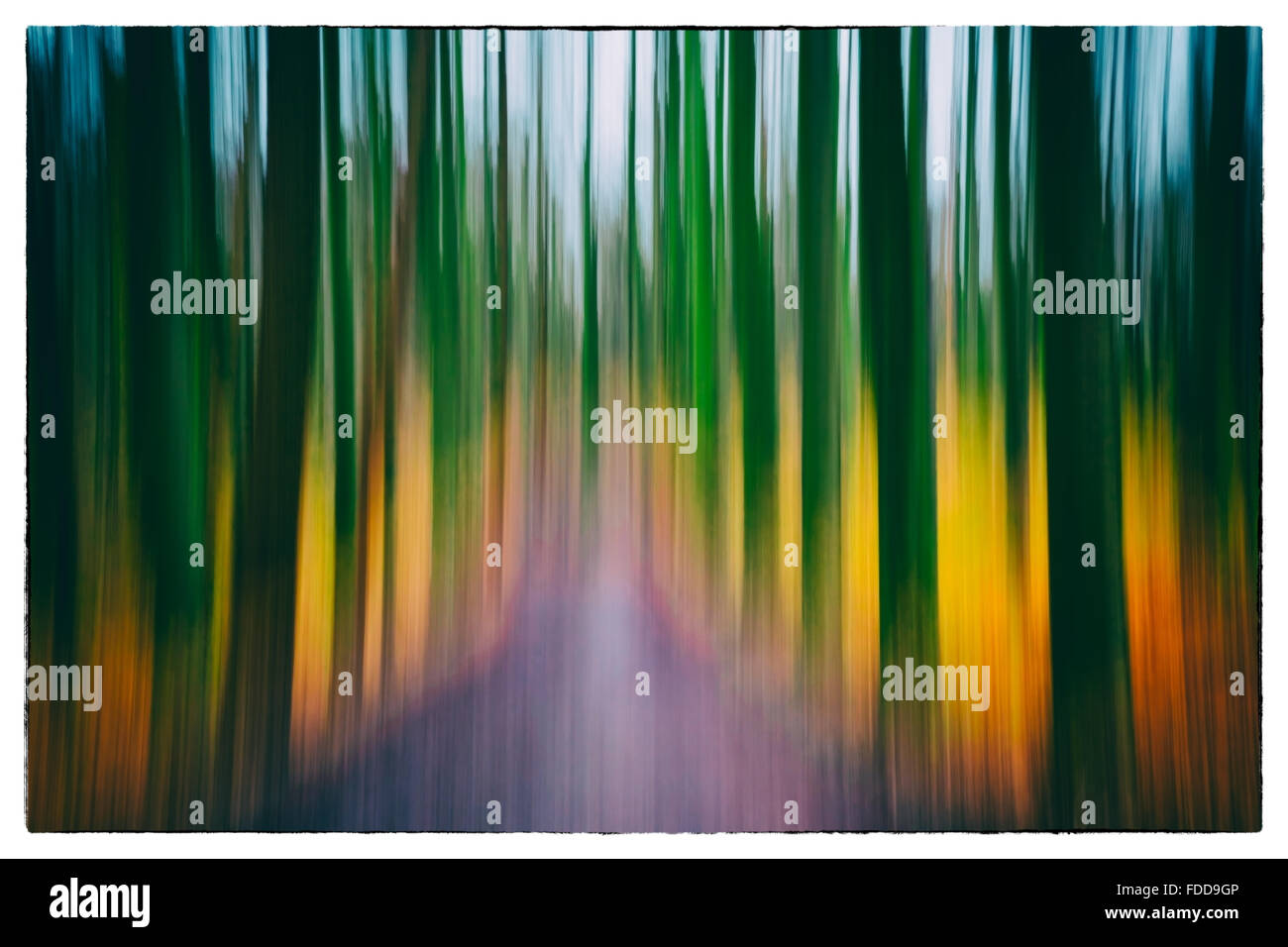 A conceptual photo using slow shutter speed of trees in a forest ...