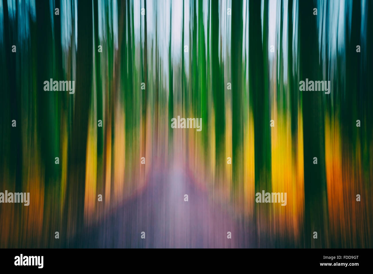 A conceptual photo using slow shutter speed of trees in a forest ...