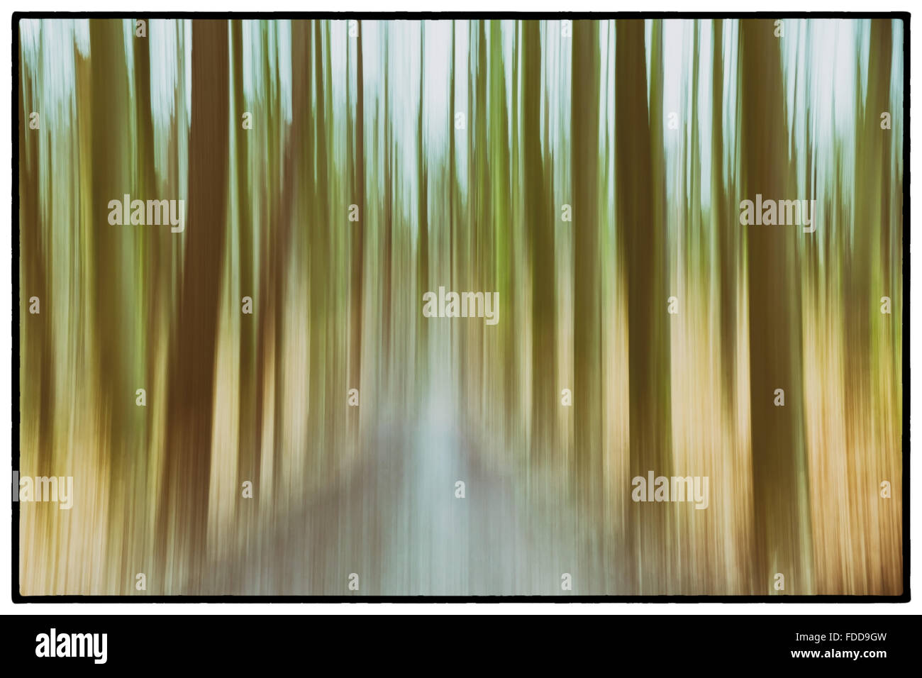 A conceptual photo using slow shutter speed of trees in a forest ...