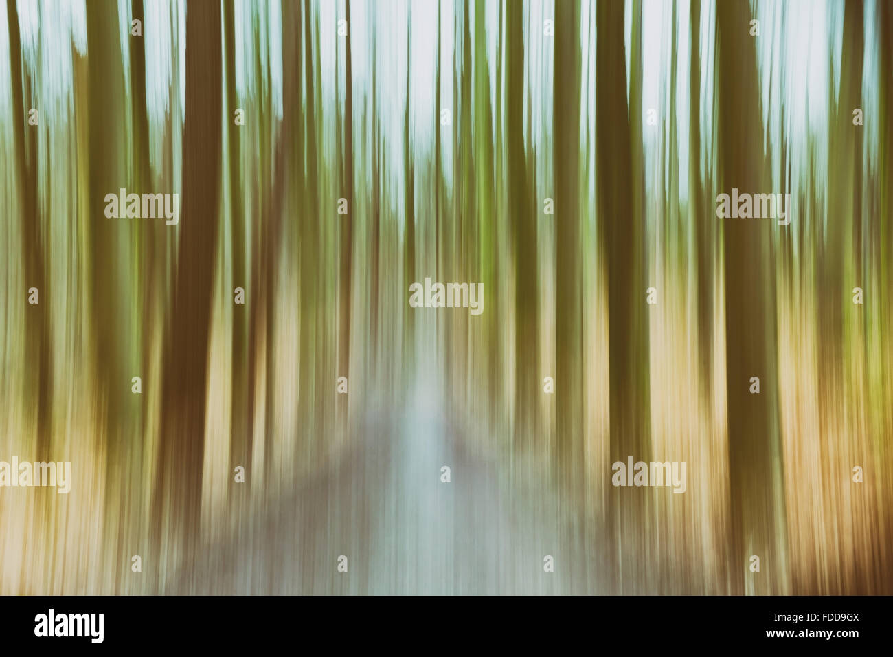 A conceptual photo using slow shutter speed of trees in a forest ...