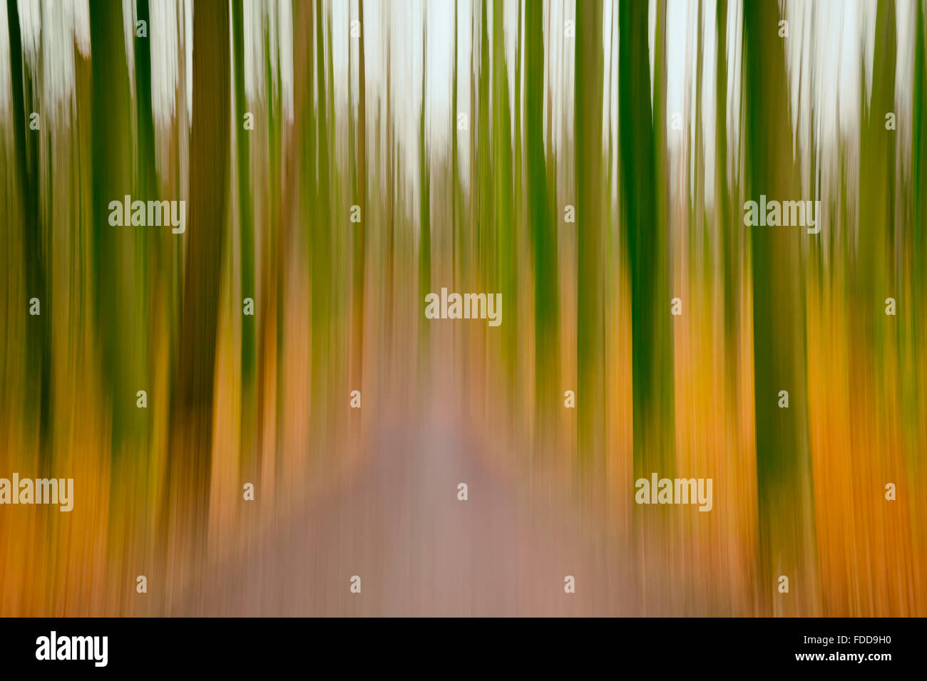 A conceptual photo using slow shutter speed of trees in a forest ...