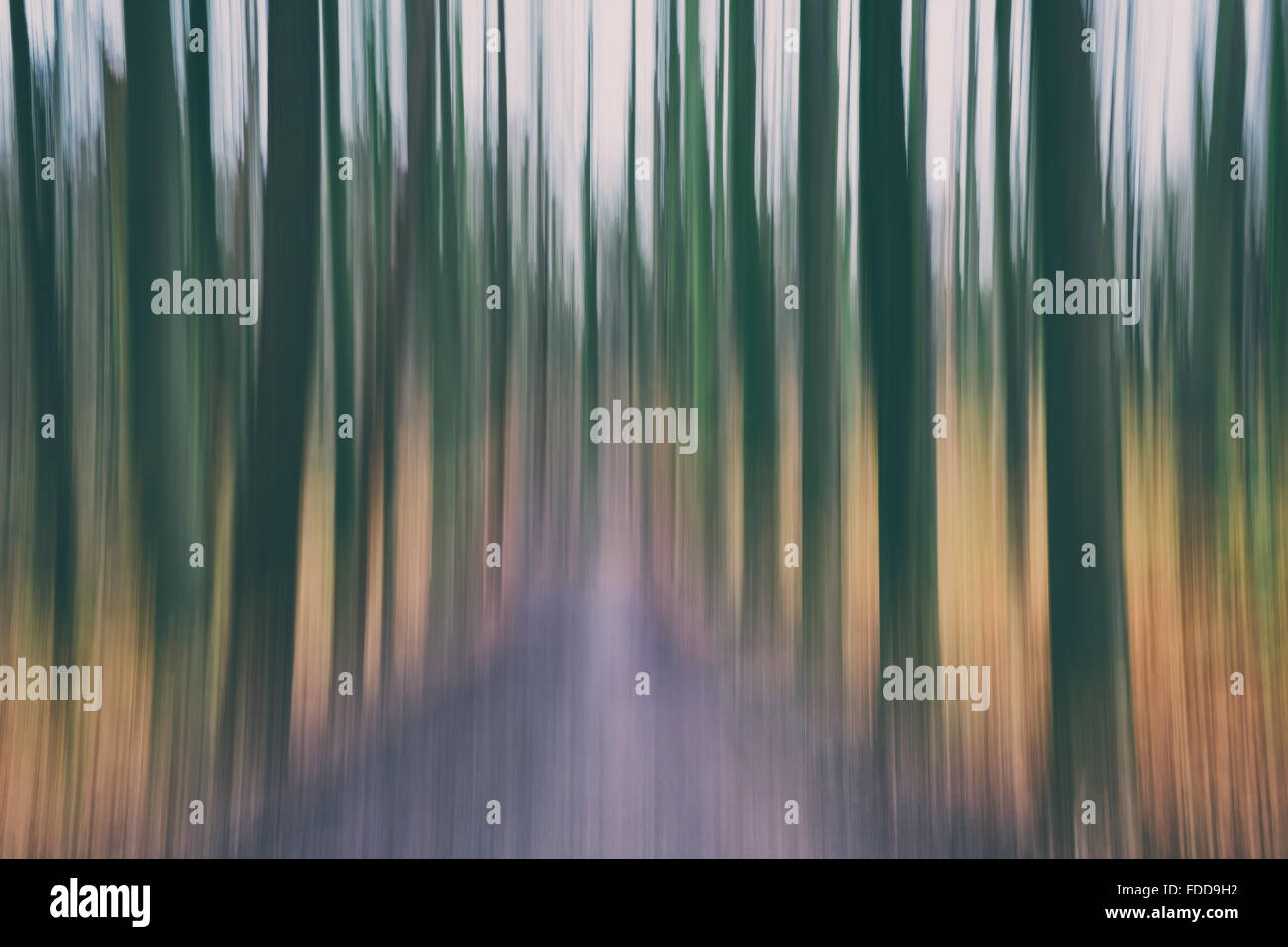 A conceptual photo using slow shutter speed of trees in a forest ...
