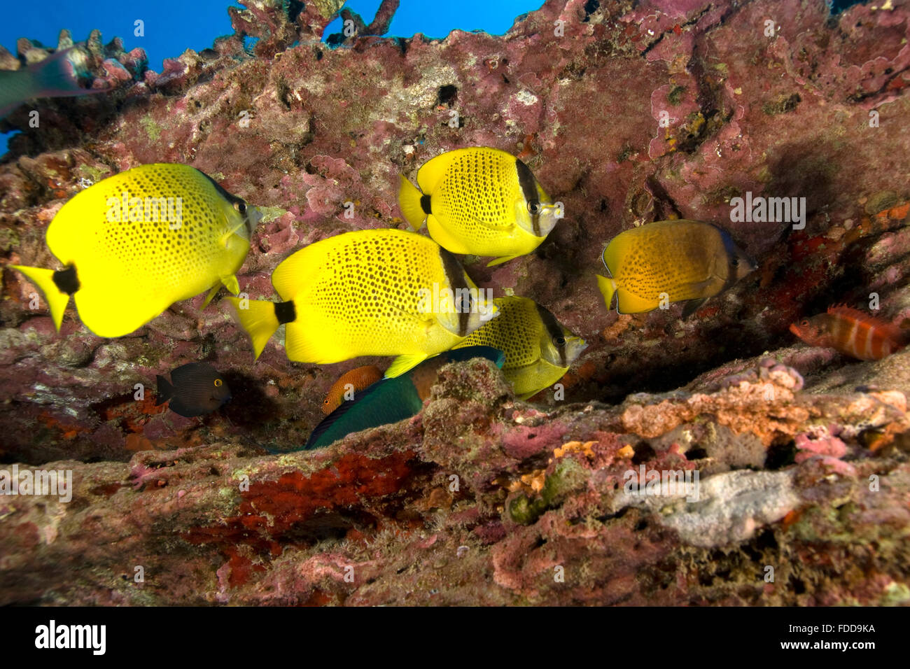 Tropical fish and butterfly fish underwater at Hawaii coral reef Stock ...
