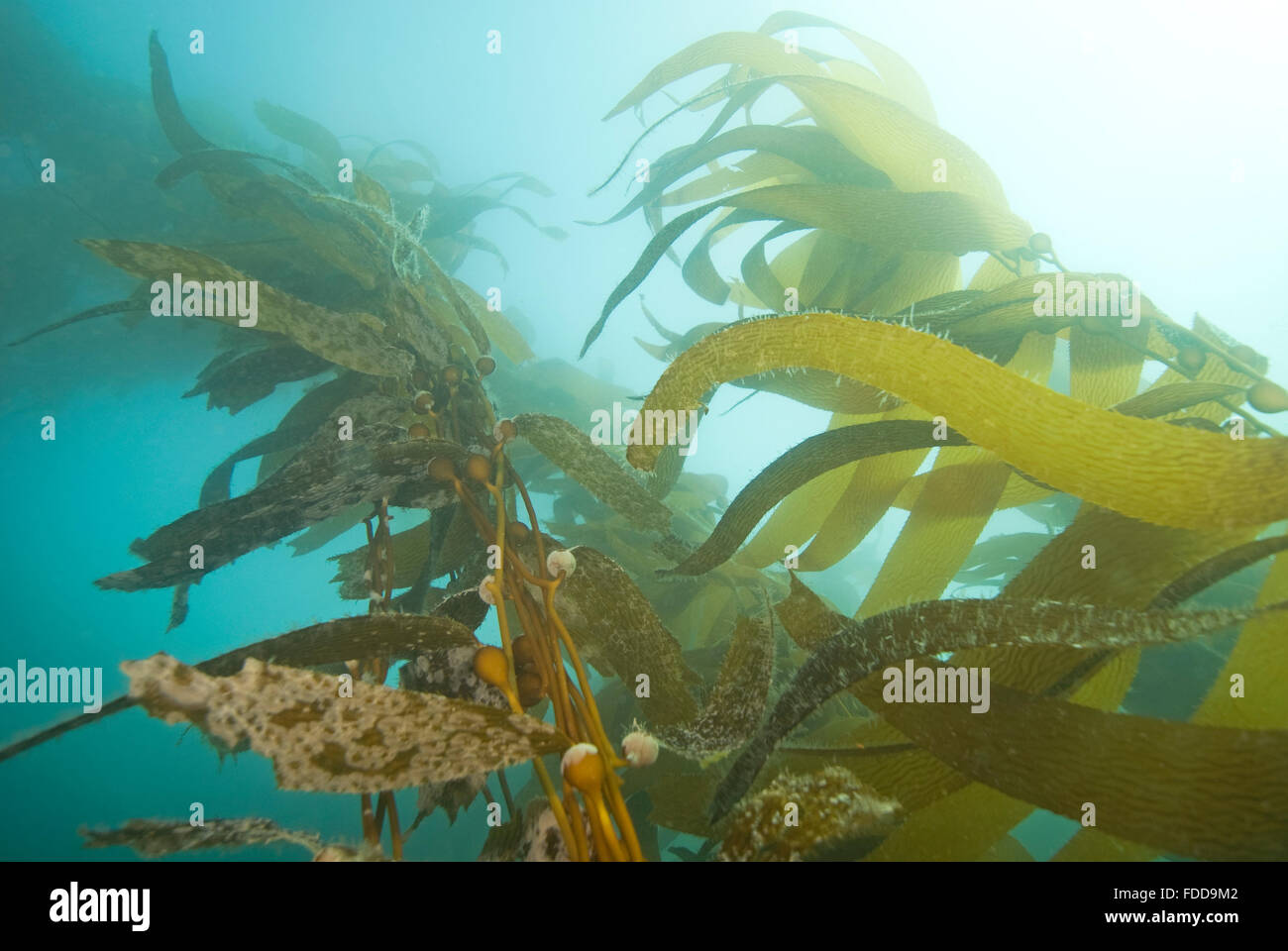 Kelp seaweed at California underwater reef Stock Photo - Alamy