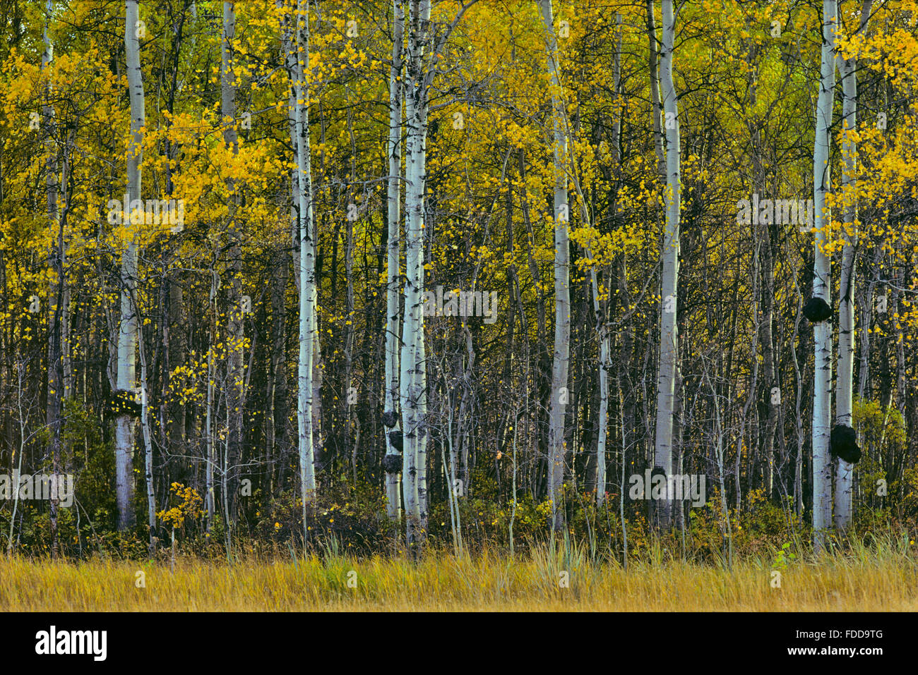 forest in southern Alberta Stock Photo - Alamy