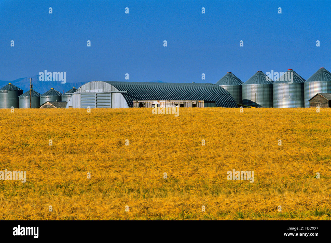 Farm land in Southern Alberta, Canada Stock Photo - Alamy