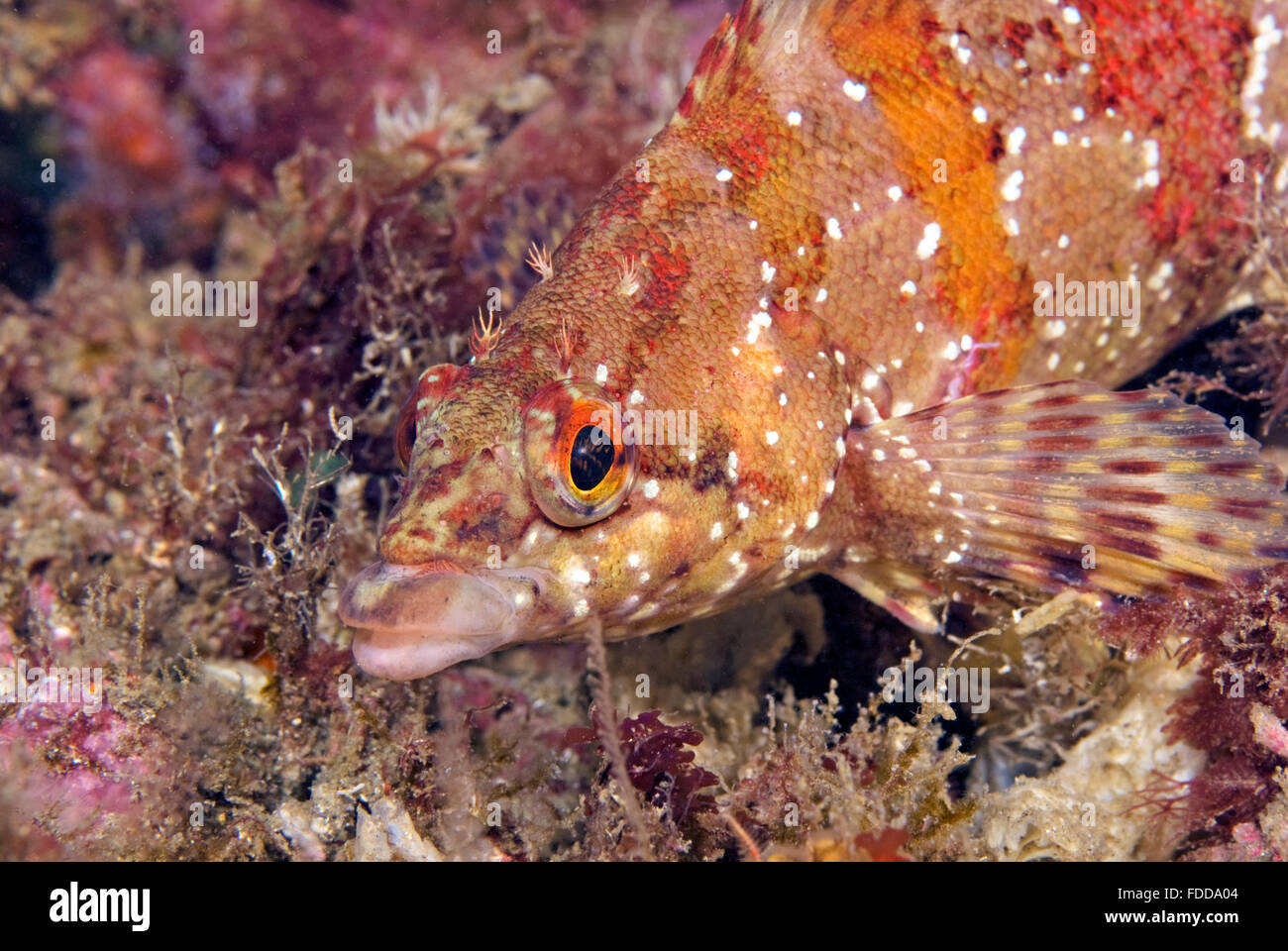Fish at California underwater reef Stock Photo - Alamy
