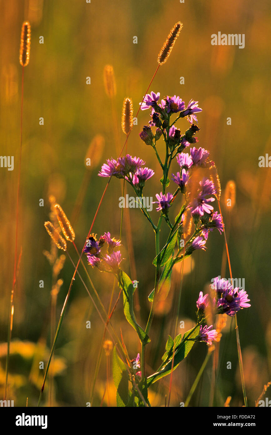 Field in Southern Alberta, Canada Stock Photo - Alamy