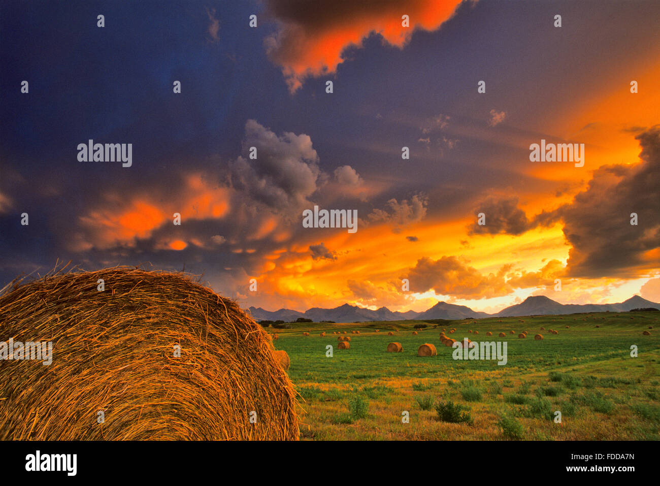 Bread line canada hi-res stock photography and images - Alamy