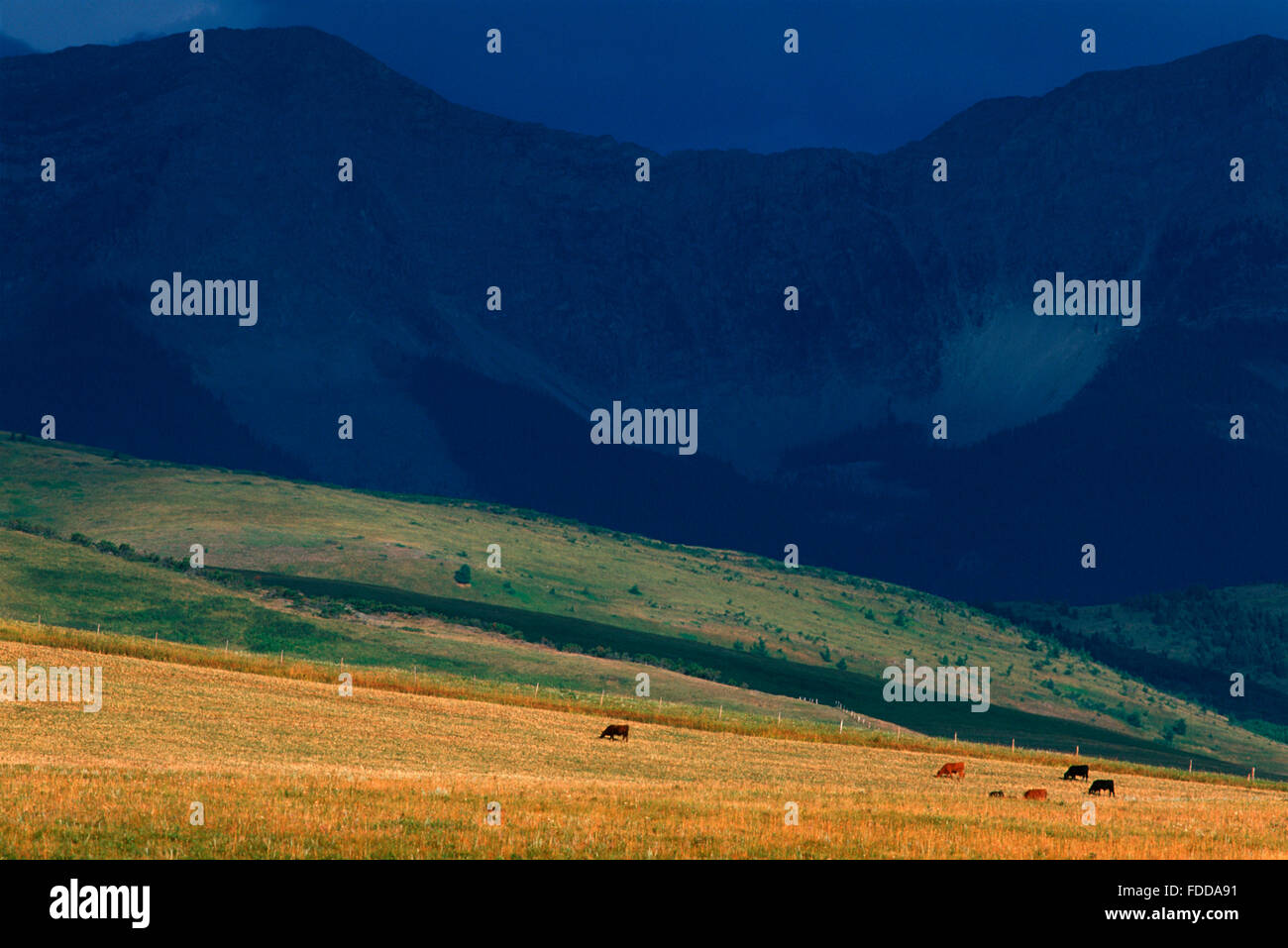 Farm land in Southern Alberta, Canada Stock Photo - Alamy