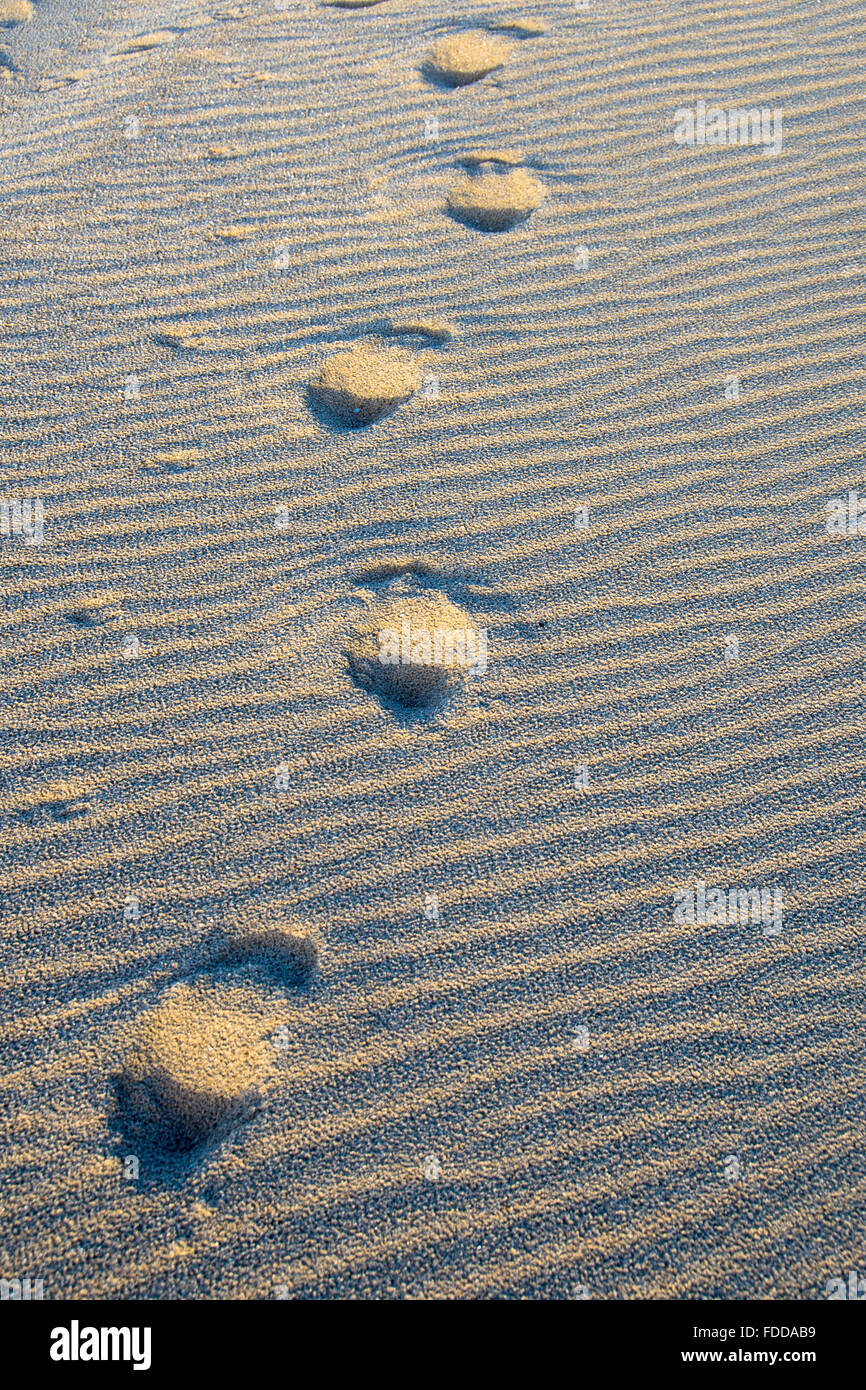 imprints in sand from person and dog Stock Photo - Alamy