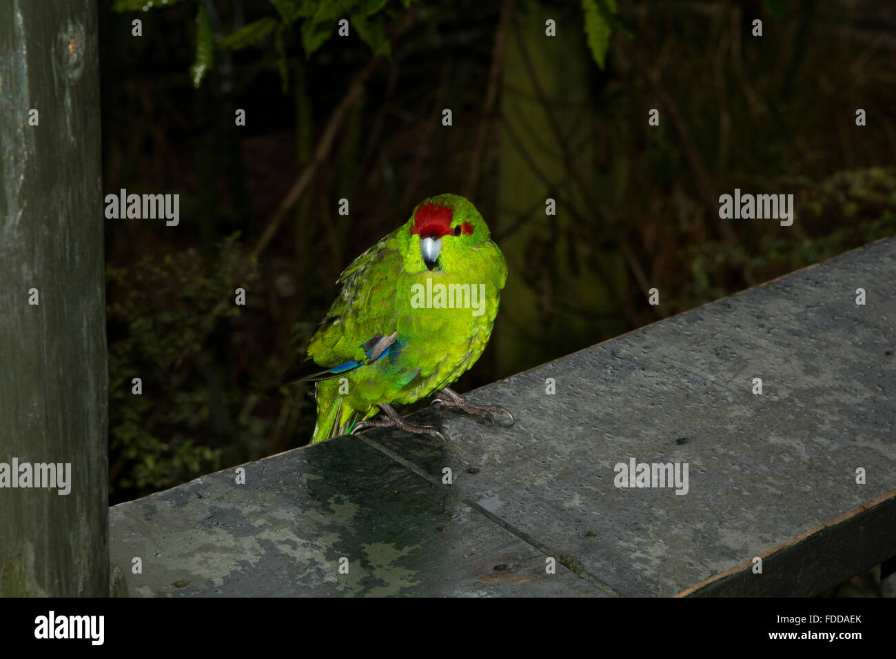 Red Crowned Parakeet High Resolution Stock Photography and Images - Alamy