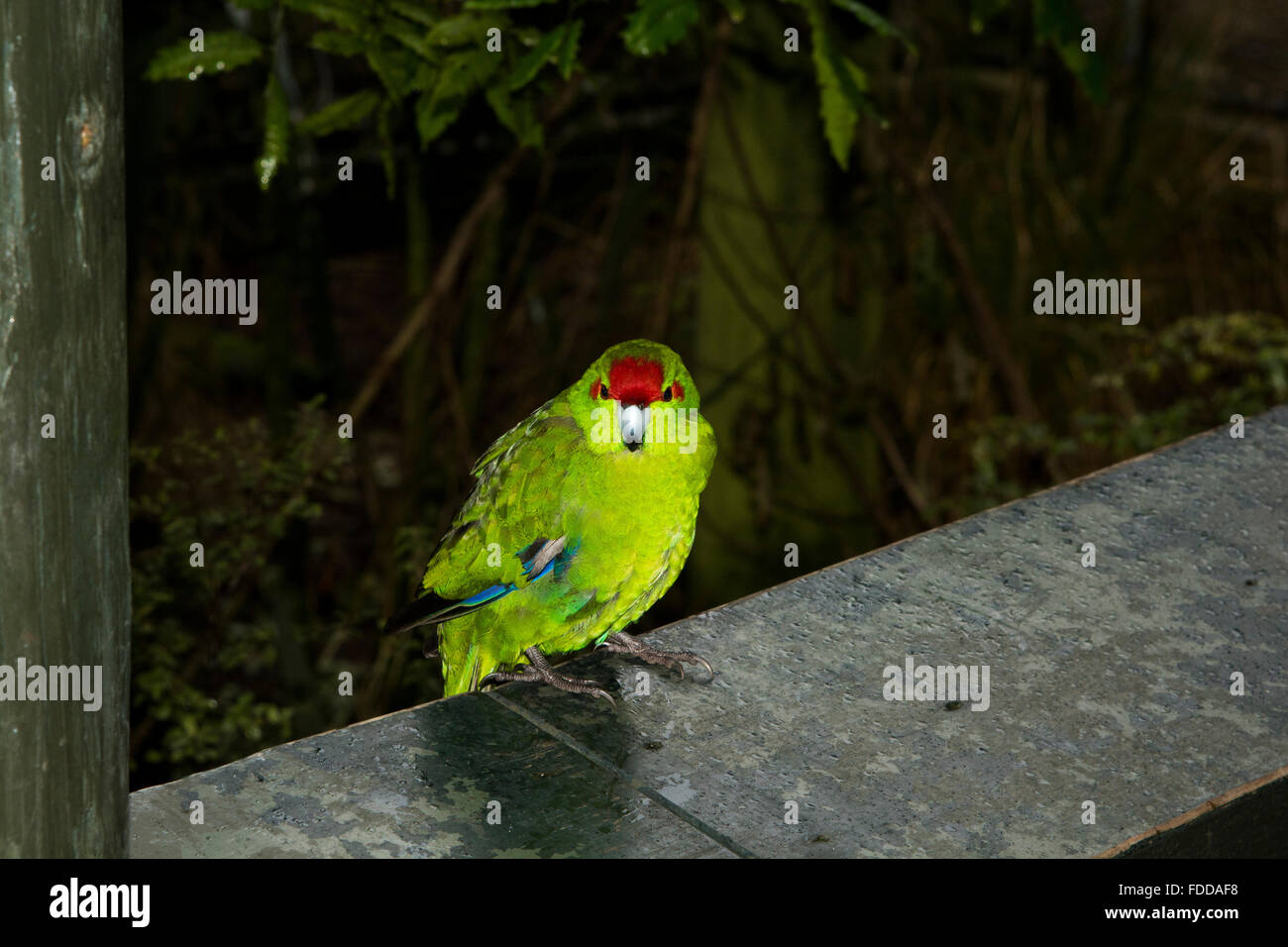 The Red-Crowned Parakeet is a small parrot from New Zealand threatened ...