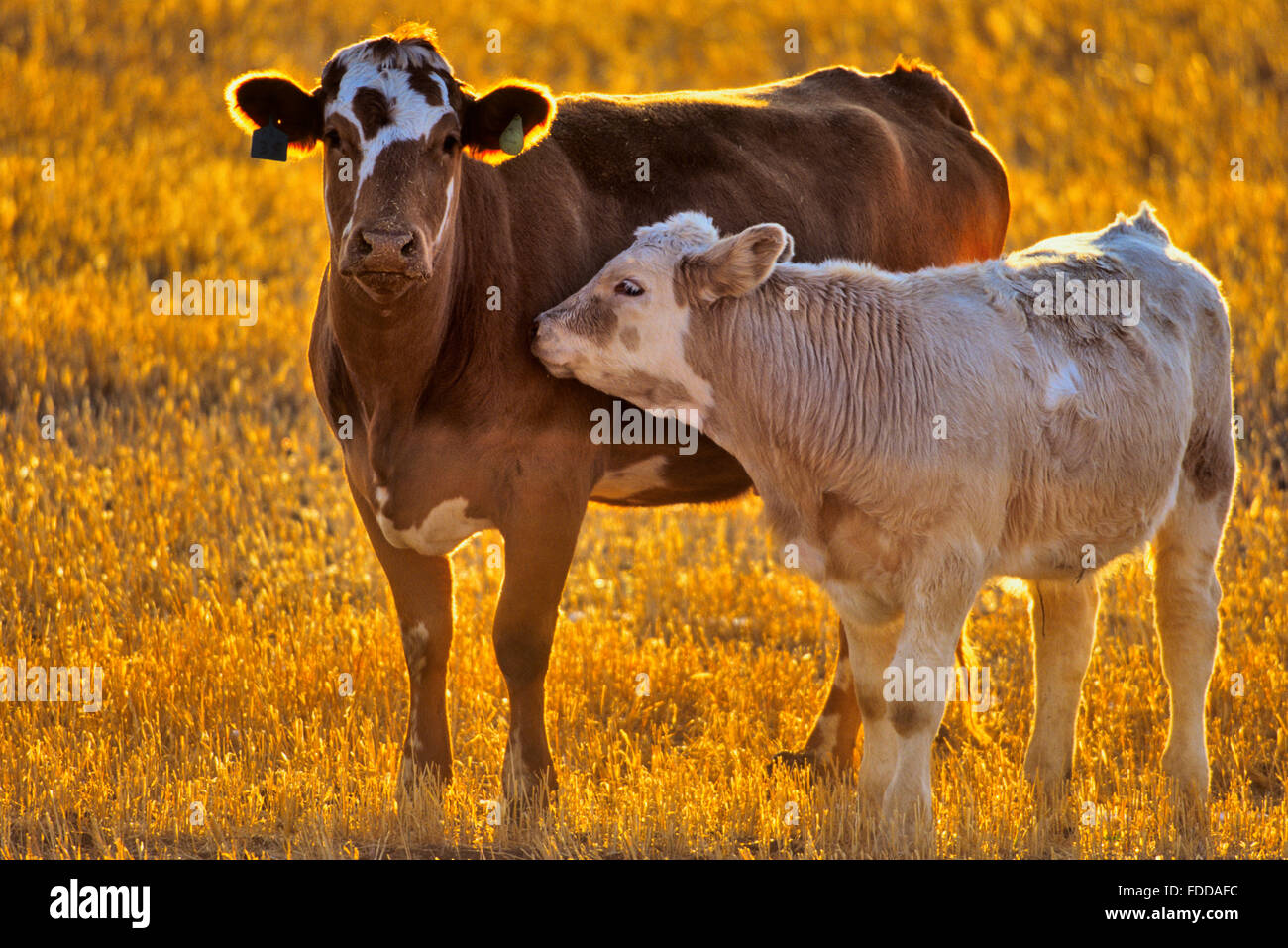cattle ranch in southern Alberta Stock Photo - Alamy