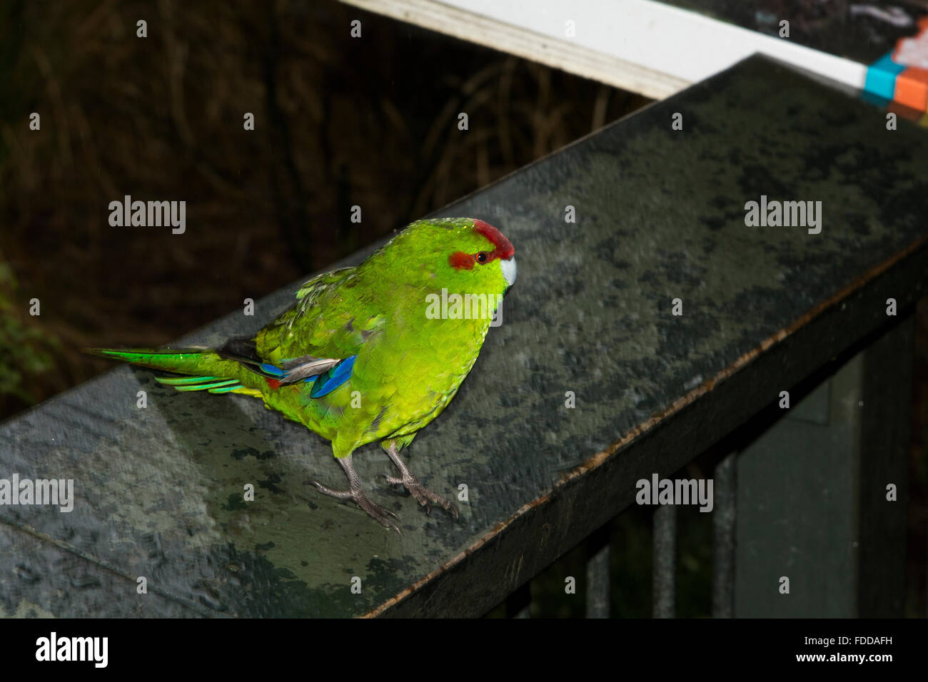 The Red-Crowned Parakeet is a small parrot from New Zealand threatened ...