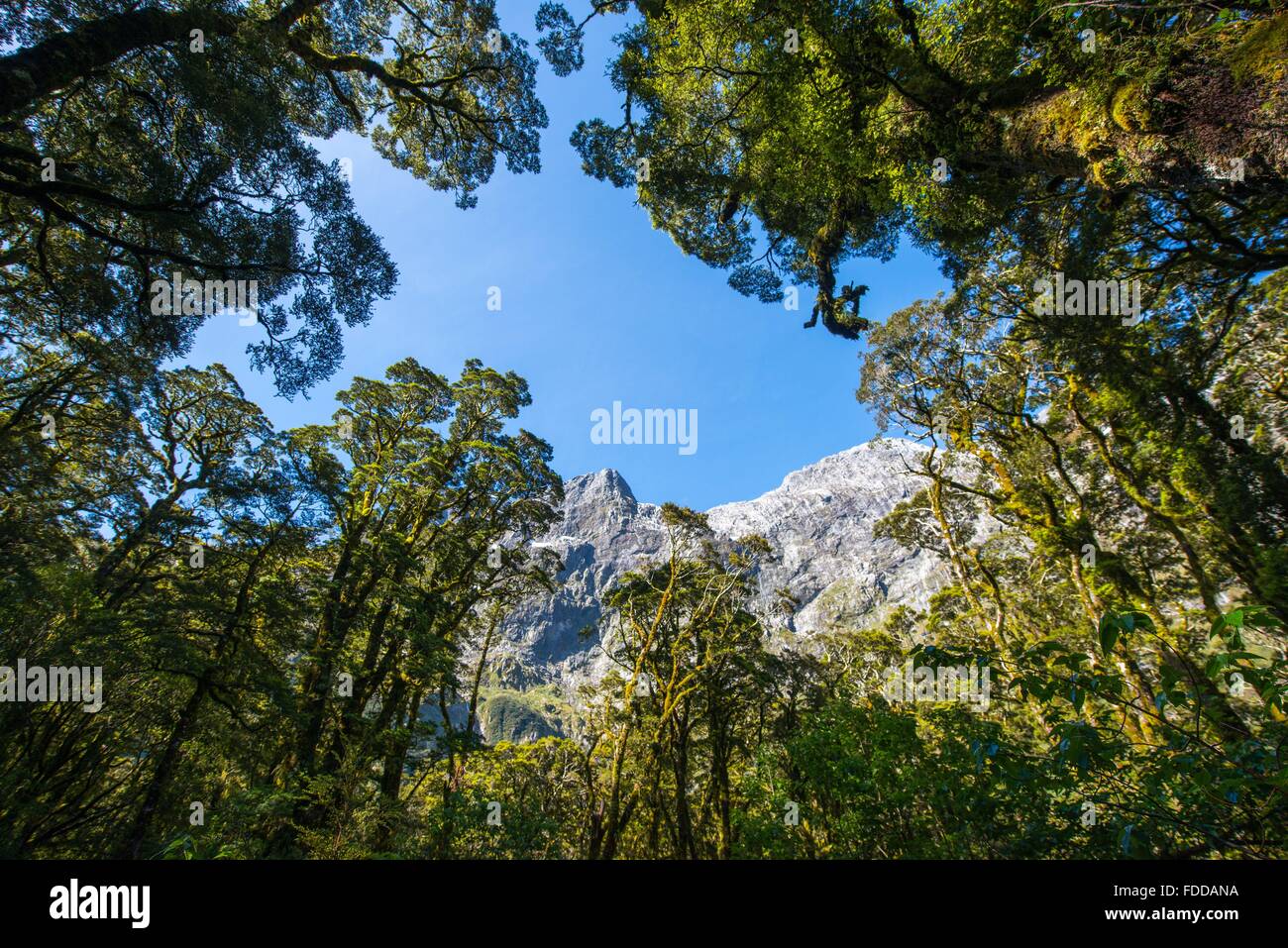 Canopy Mountain High Resolution Stock Photography and Images - Alamy