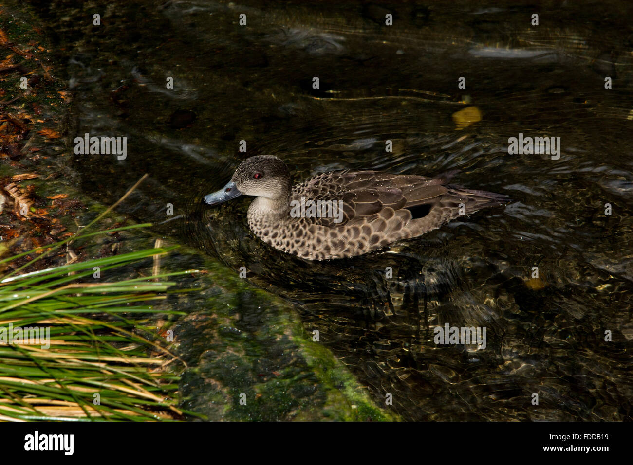 The Grey Teal is a dabbling duck from Australia and New Zealand. Die ...