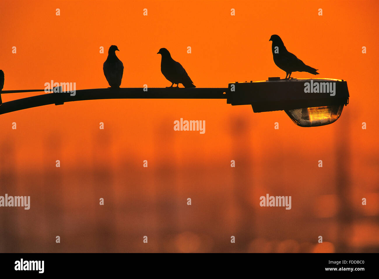 birds on street lamp at sunrise Stock Photo - Alamy
