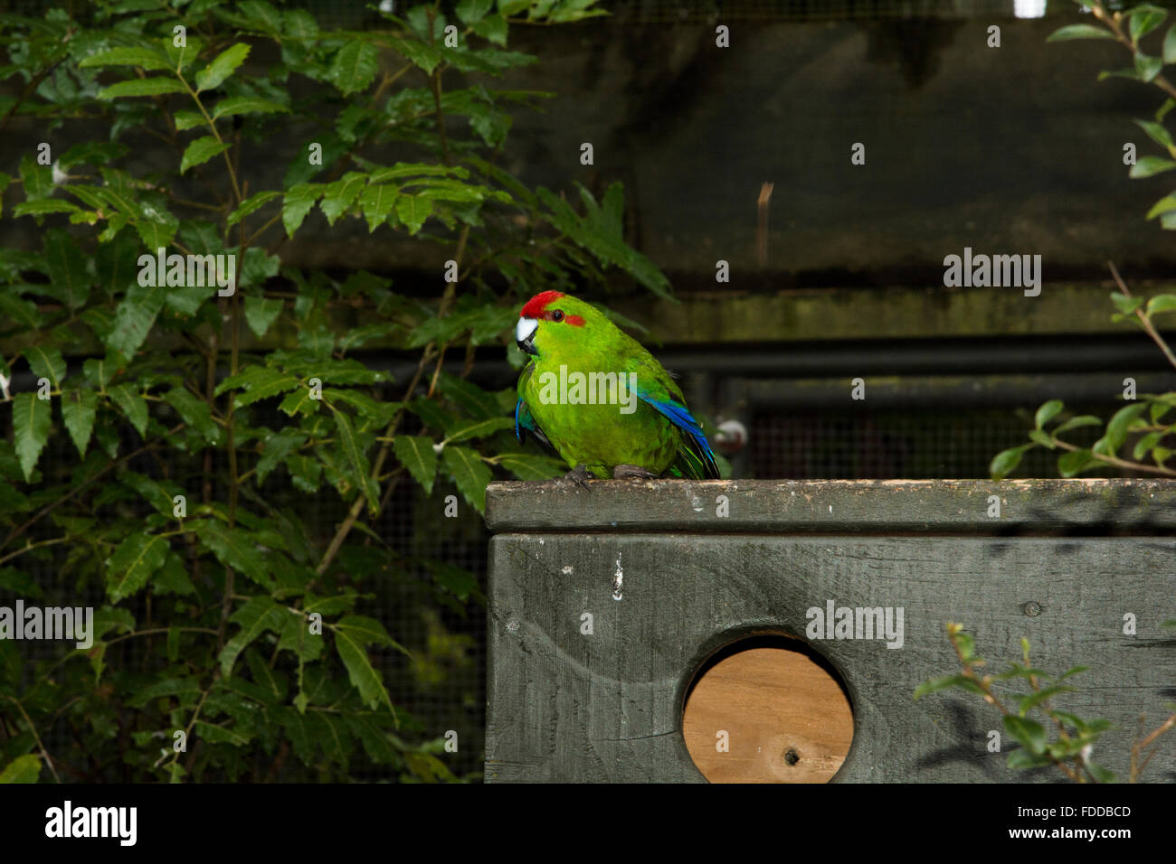 The Red-Crowned Parakeet is a small parrot from New Zealand threatened ...