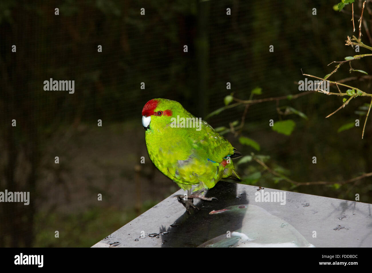 The Red-Crowned Parakeet is a small parrot from New Zealand threatened ...