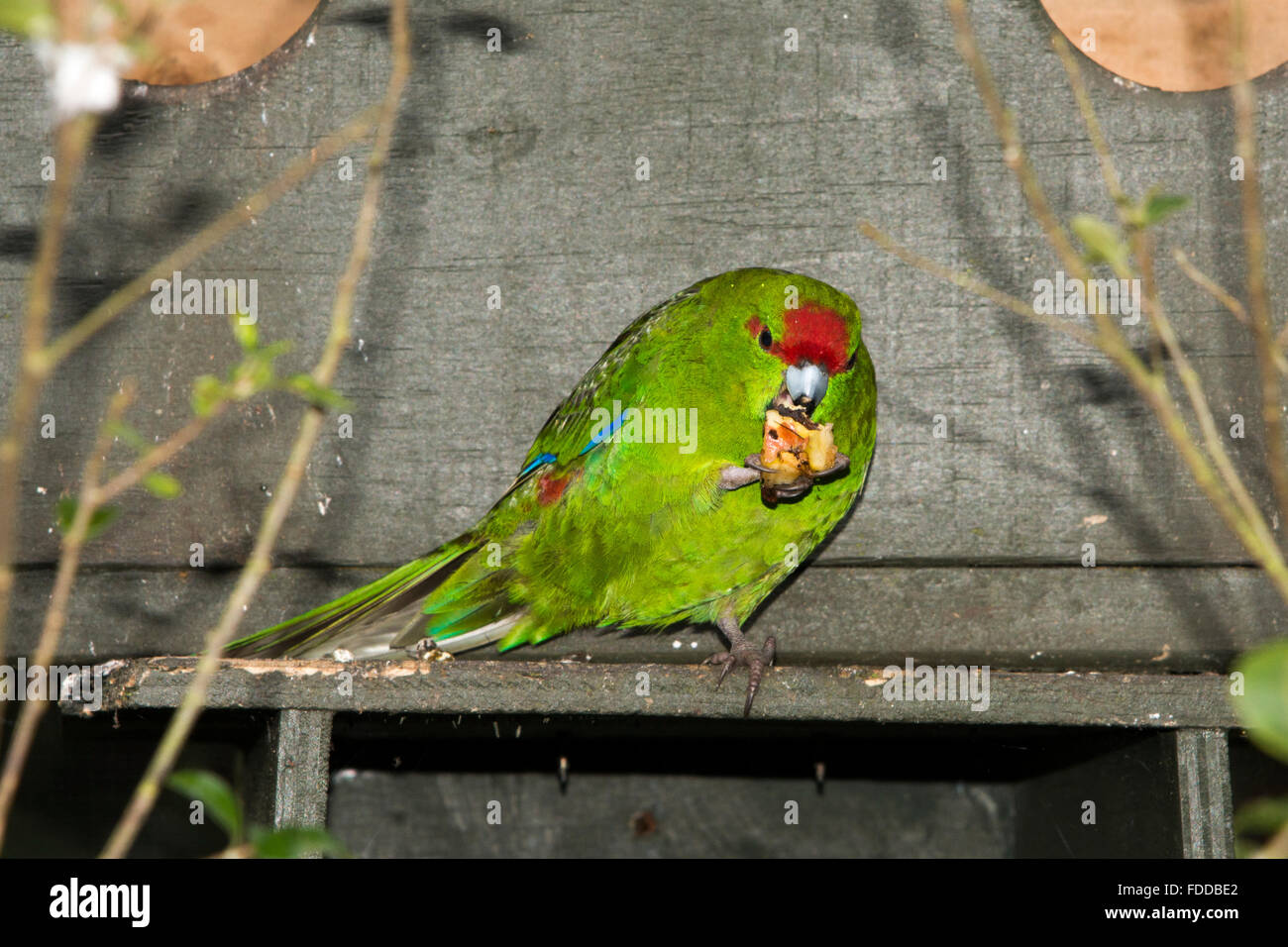 The Red-Crowned Parakeet is a small parrot from New Zealand threatened ...