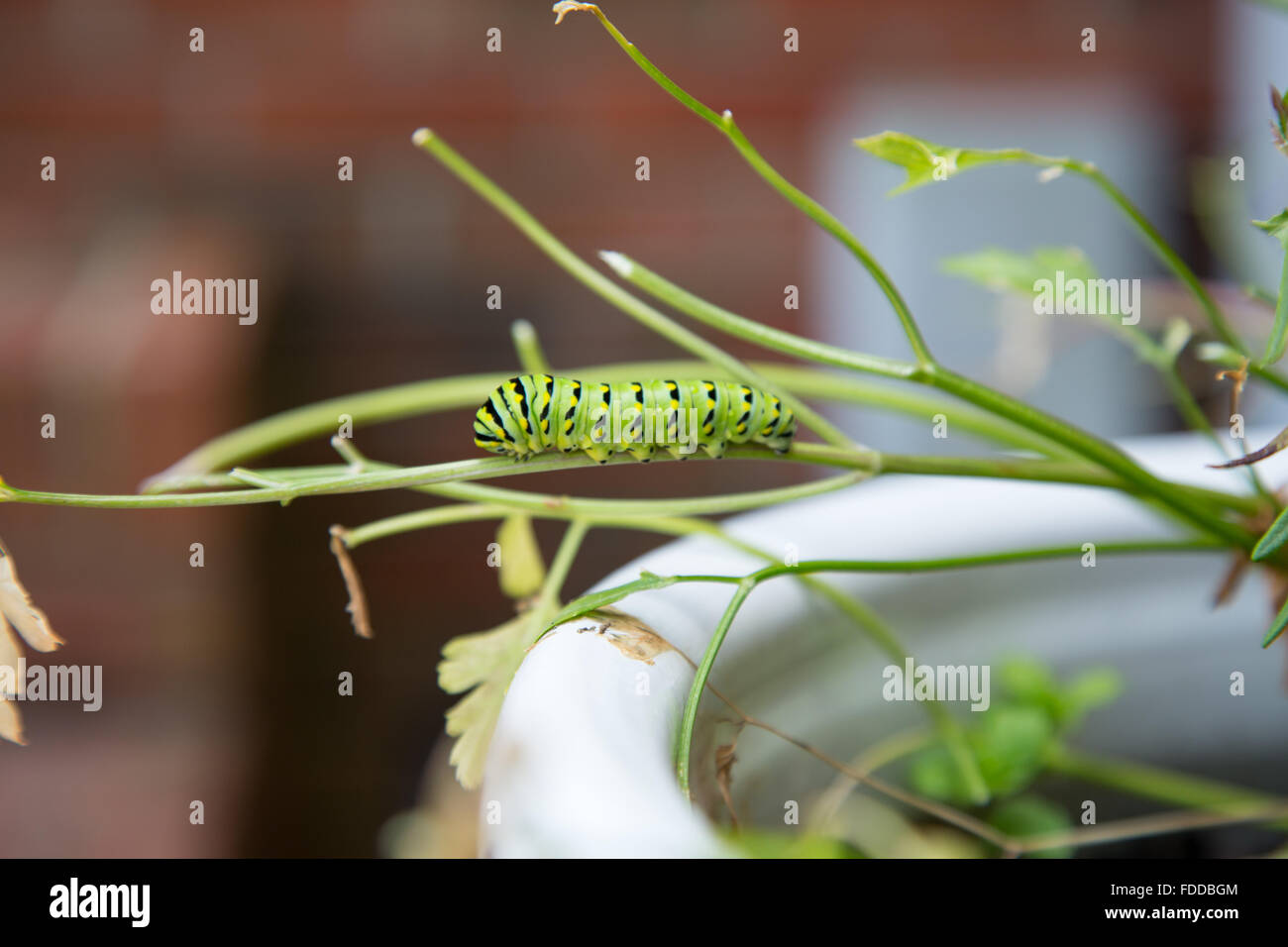 Eastern Swallow tail caterpillar eats a parsley plant Stock Photo - Alamy