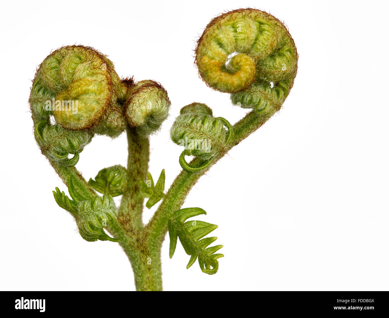 Fiddlesticks hi-res stock photography and images - Alamy