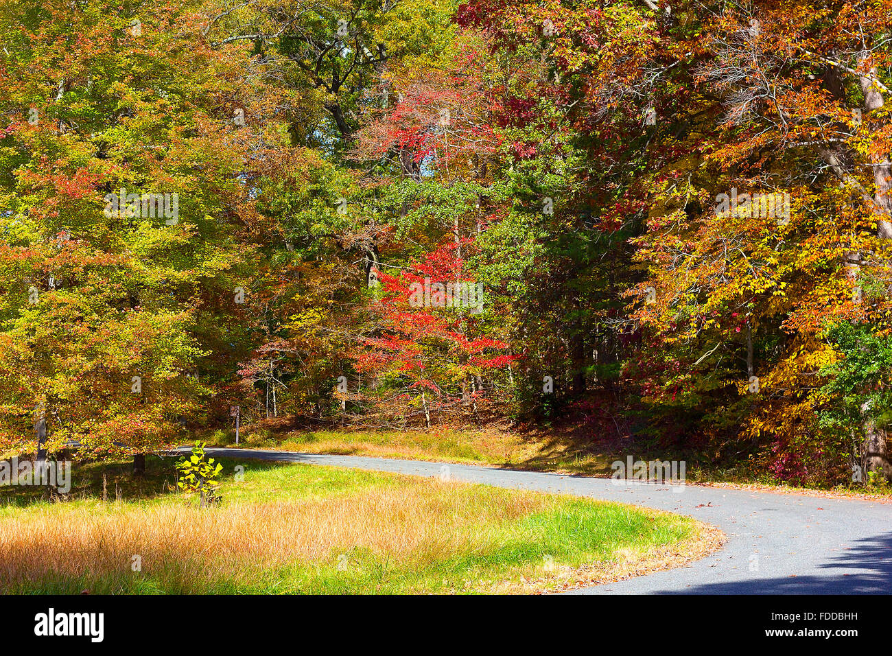 Fall Leaves Washington Park Arboretum High Resolution Stock Photography ...