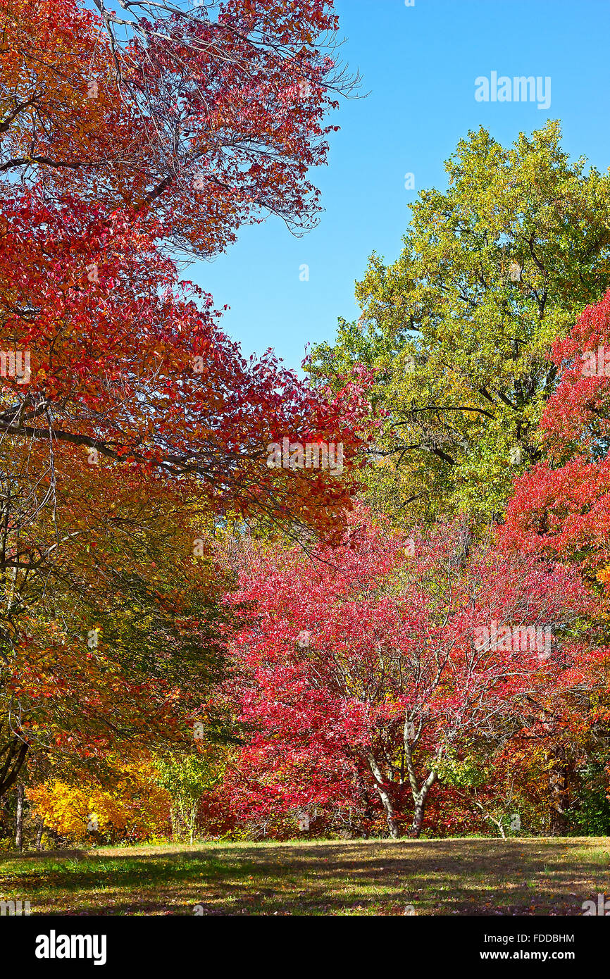 Colorful autumn in US National Arboretum, Washington DC Stock Photo - Alamy