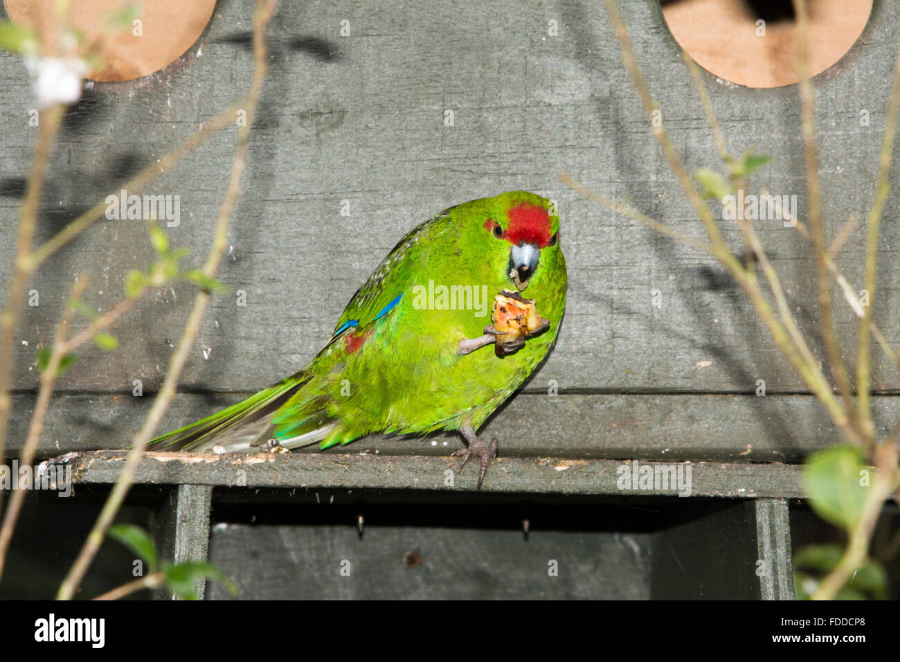 The Red-Crowned Parakeet is a small parrot from New Zealand threatened ...
