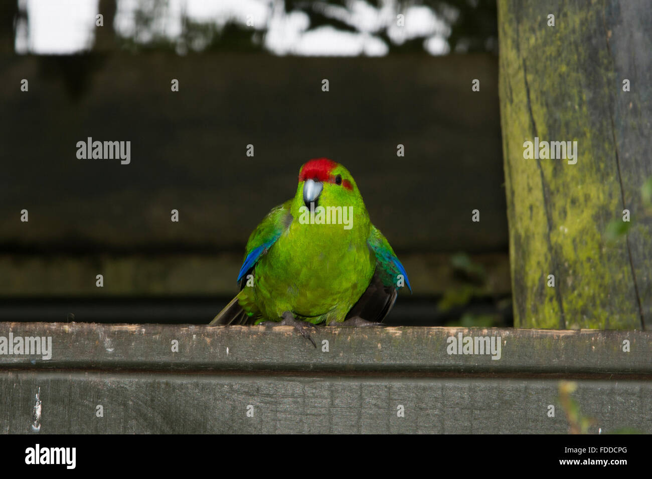 Introduced predators hi-res stock photography and images - Alamy