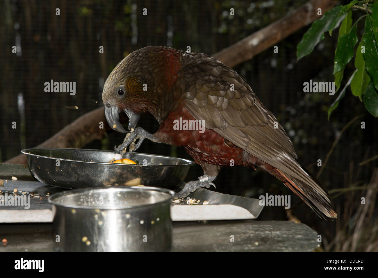Nestor papagei hi-res stock photography and images - Alamy