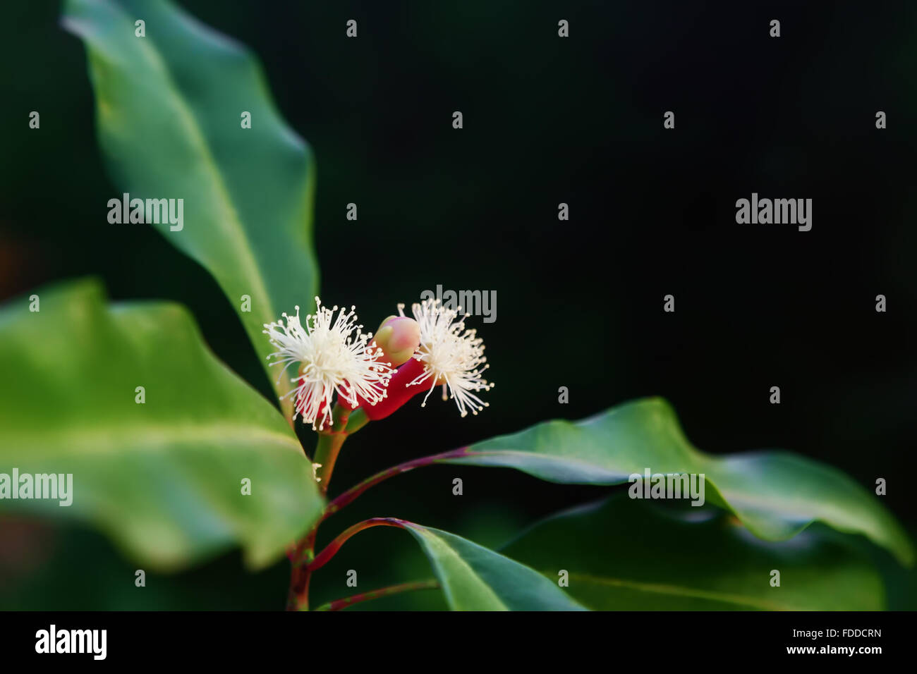Plant anesthetic hi-res stock photography and images - Alamy