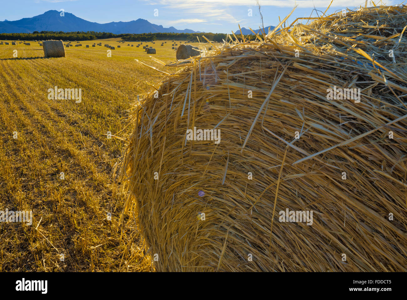 hay bails in Alberta Foothills country Stock Photo - Alamy