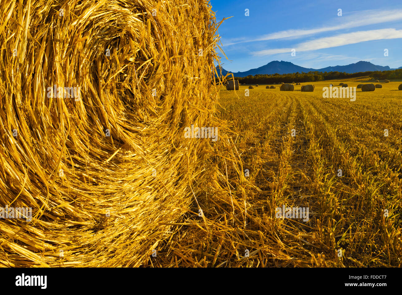 hay bails in Alberta Foothills country Stock Photo - Alamy