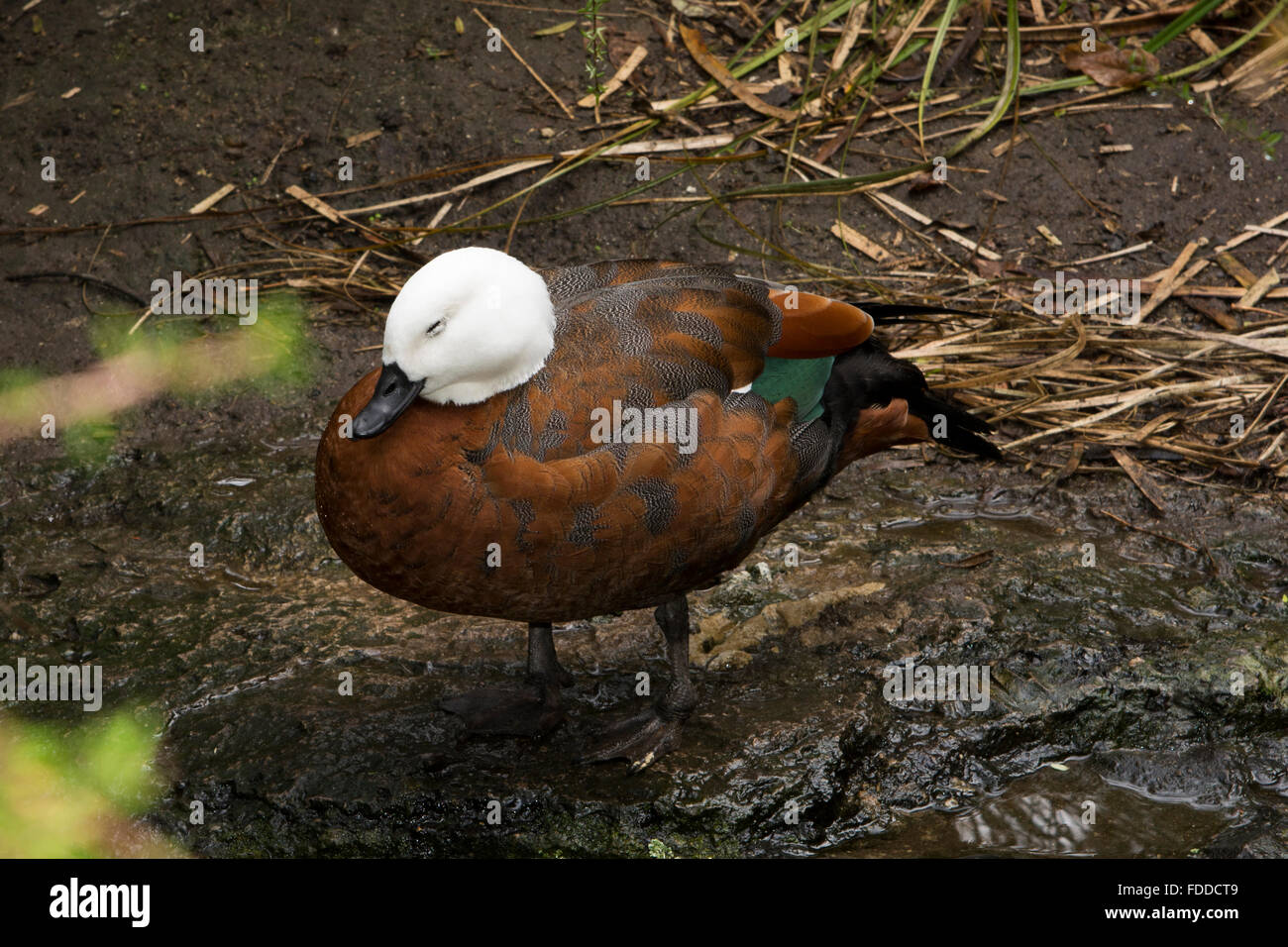 A female Paradise Shelduck is resting in Rainbow Springs in Rotorua in ...