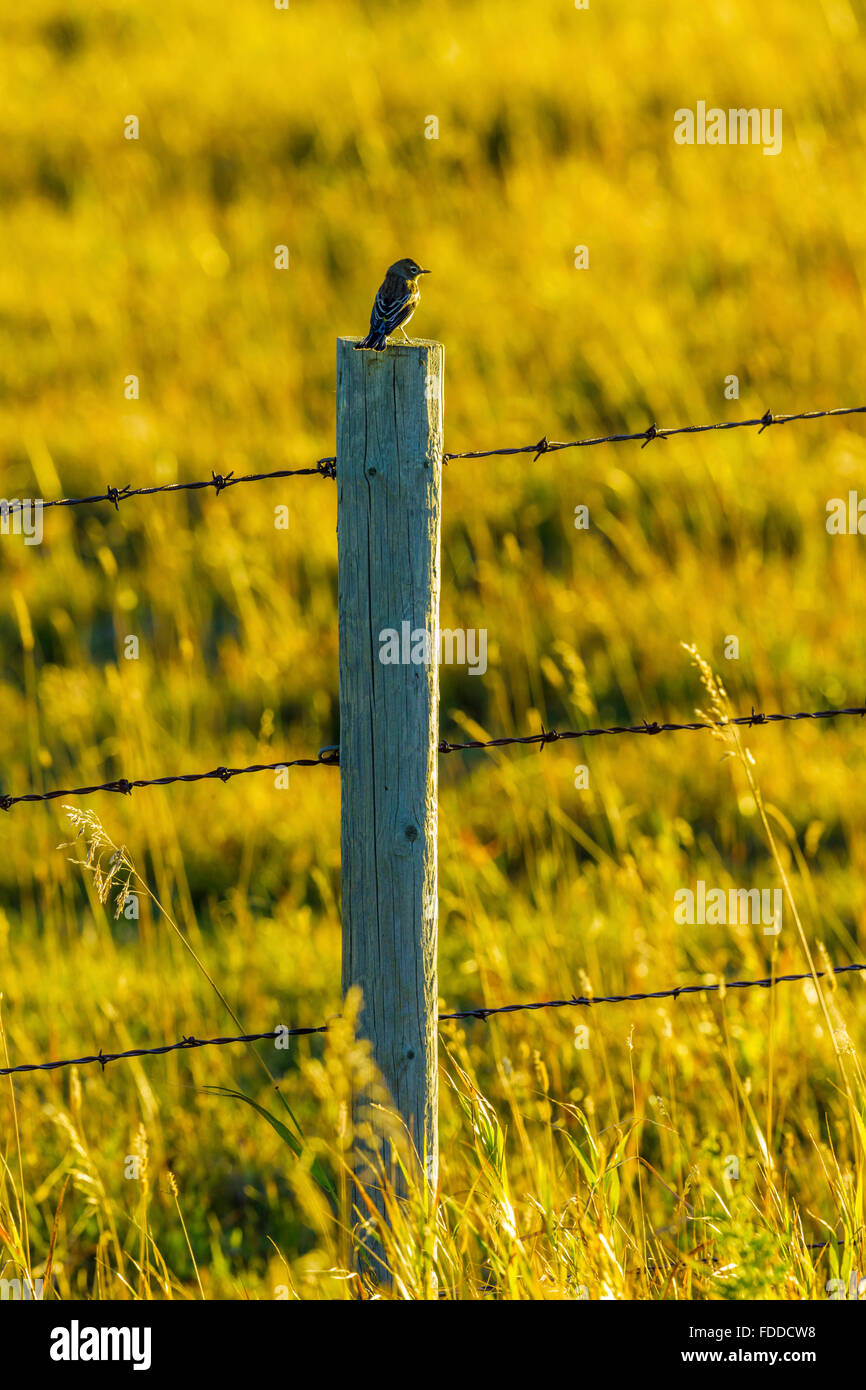 Fence in pasture hi-res stock photography and images - Alamy