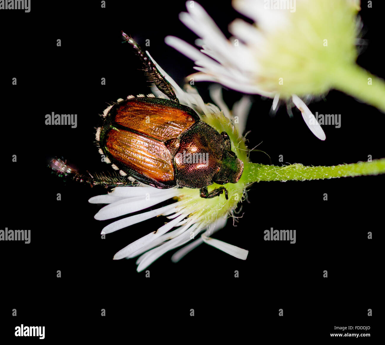 A Japanese Beetle perched on a white flower Stock Photo - Alamy