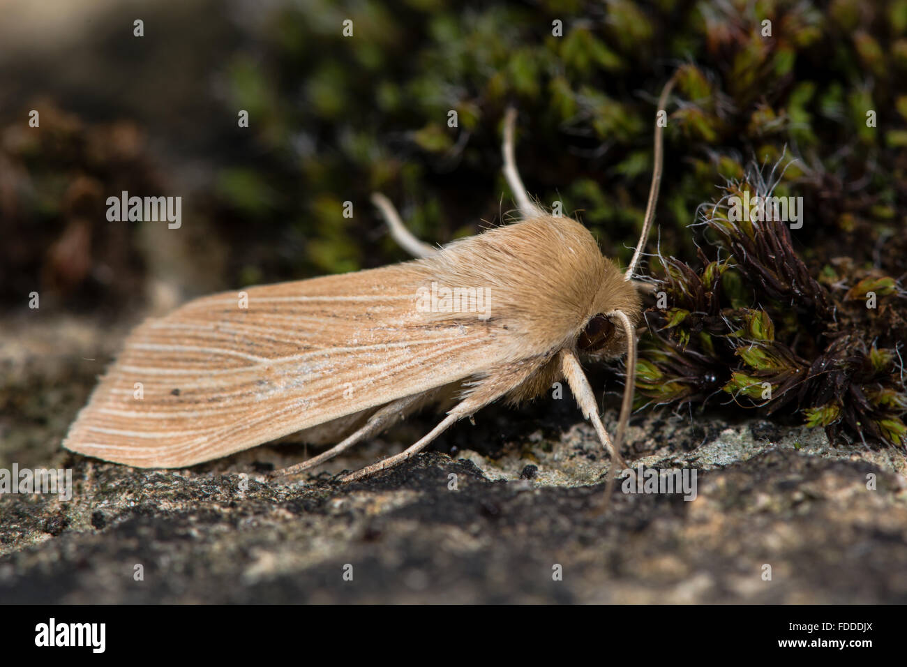 Common wainscot moth (Mythimna pallens). A moth in the family Noctuidae ...