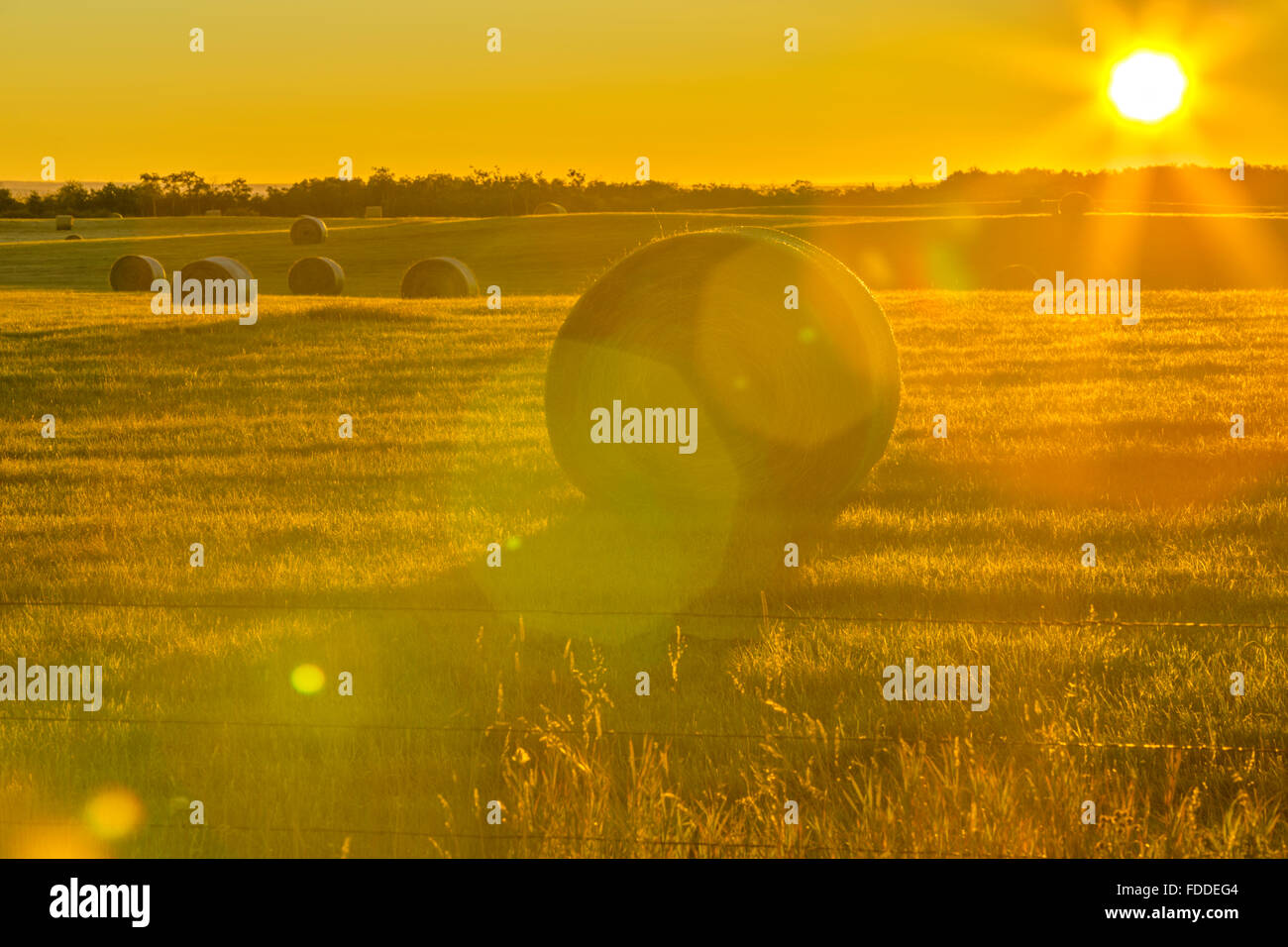 hay bail and field at sunrise in Alberta Foothills country Stock Photo ...