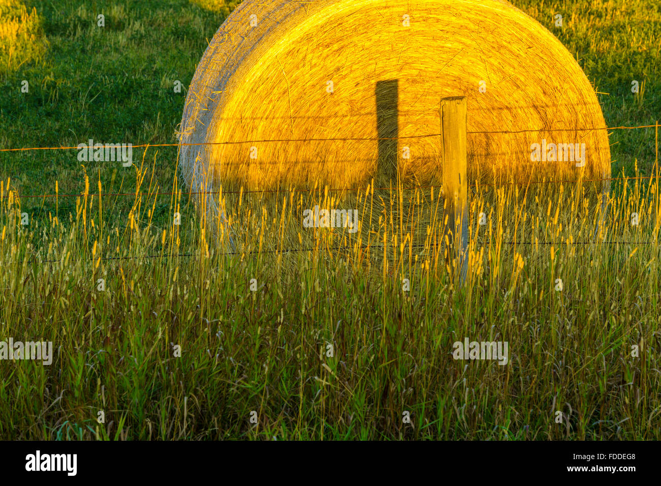 Hay southern alberta hi-res stock photography and images - Alamy
