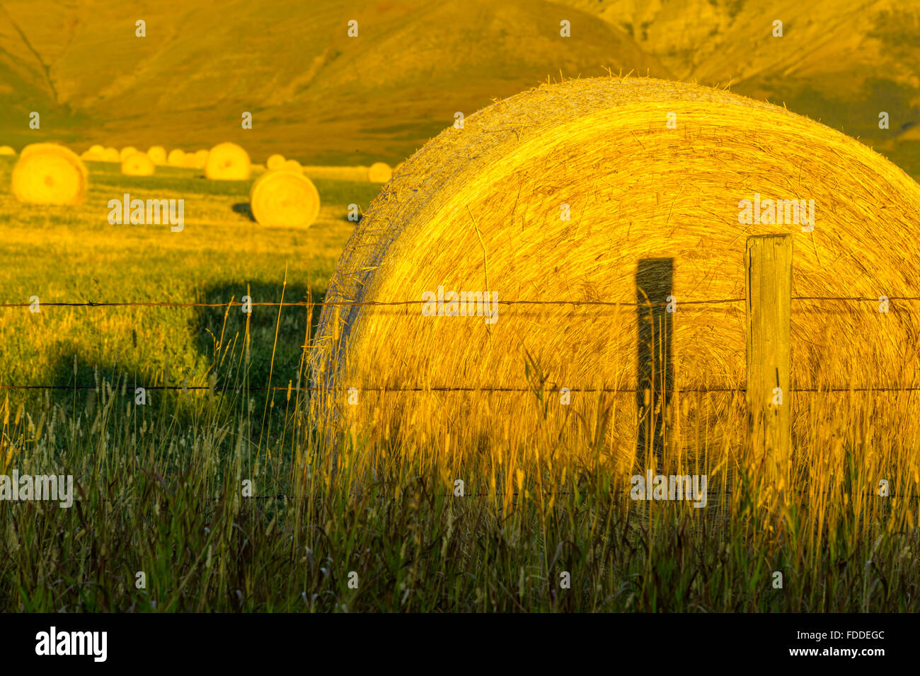 Hay southern alberta hi-res stock photography and images - Alamy