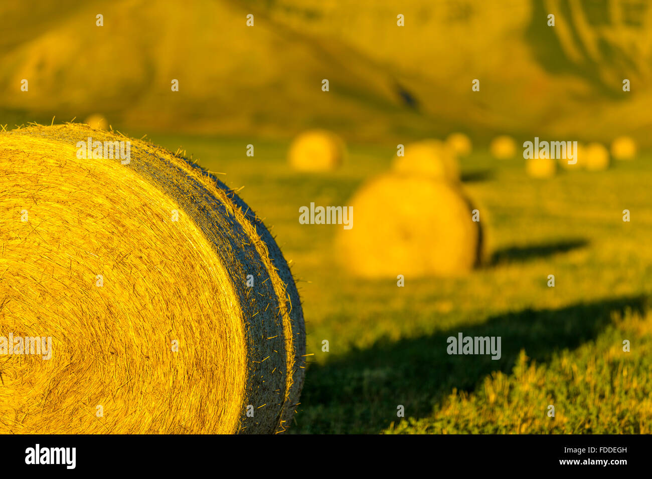 Hay southern alberta hi-res stock photography and images - Alamy