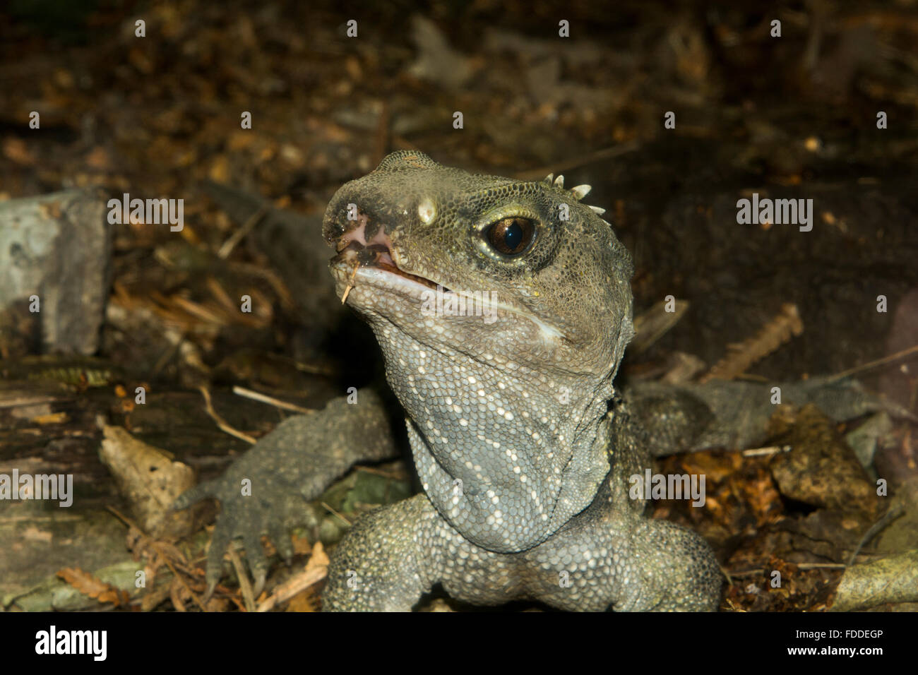 Tuatara is a reptile endemic to New Zealand. Resembling common lizards ...