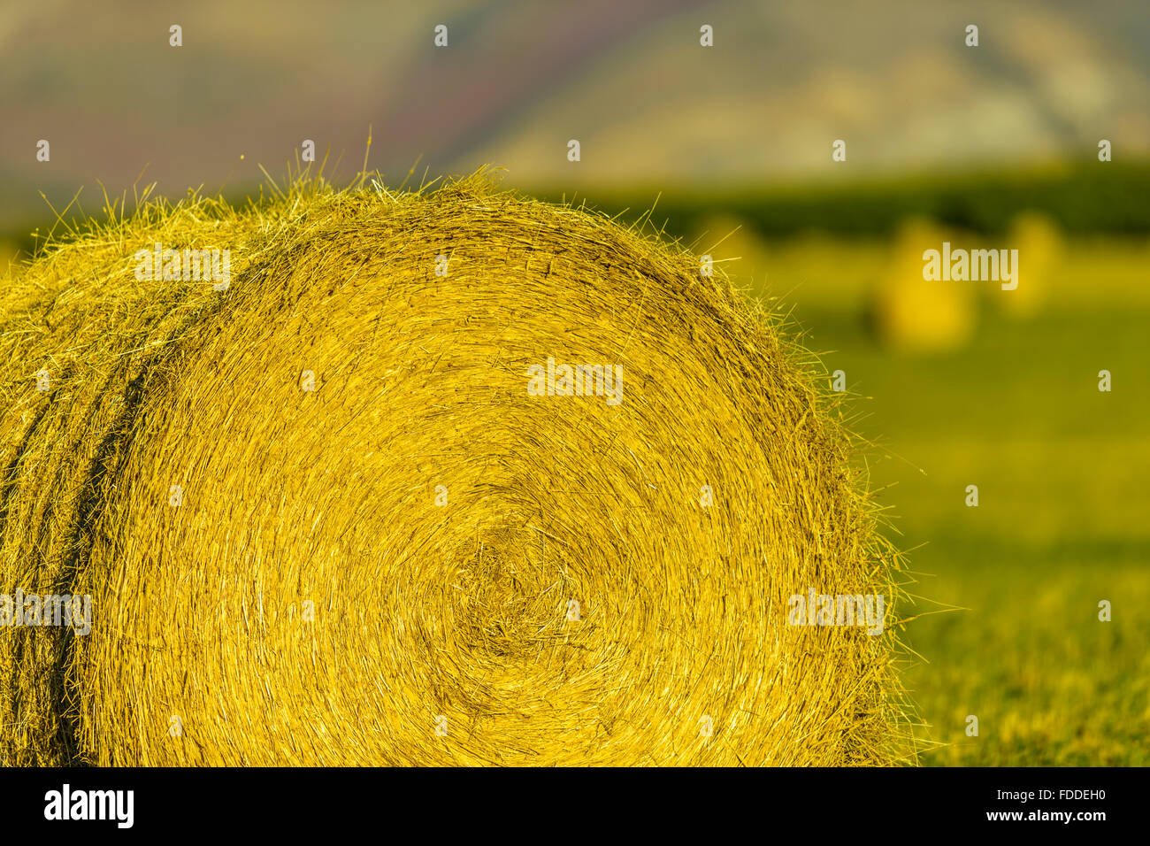 hay bails in Alberta Foothills country Stock Photo - Alamy
